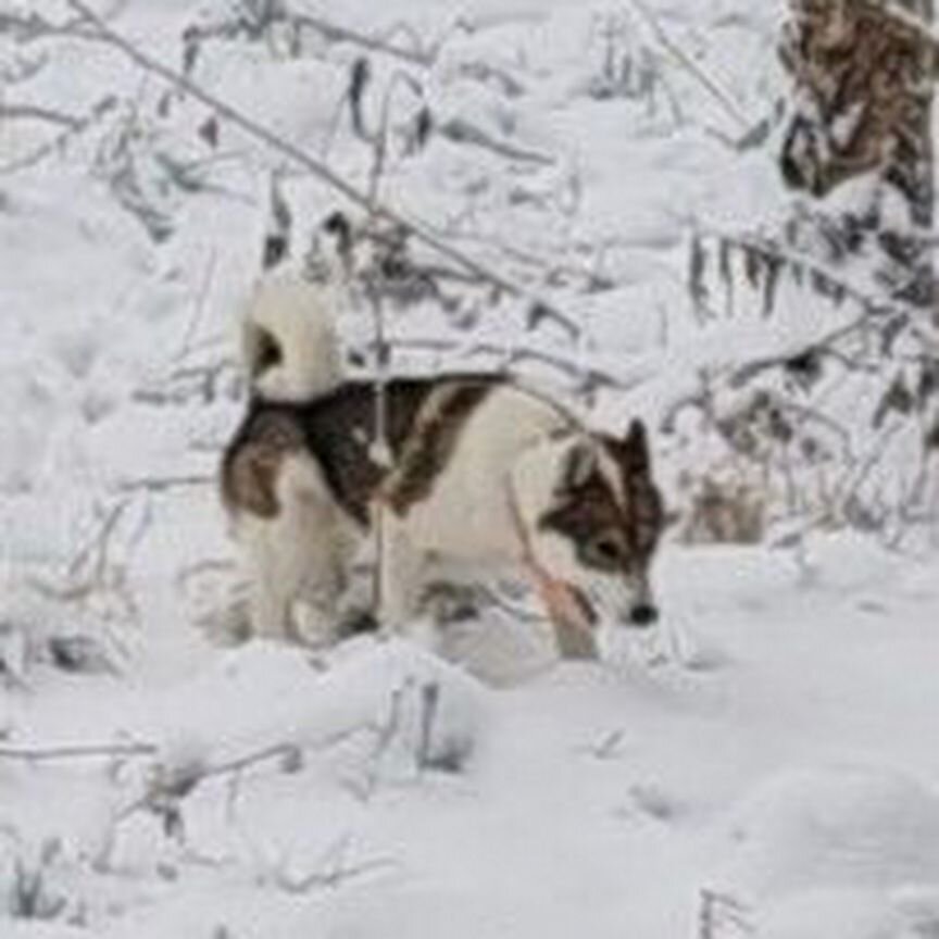Западно сибирская лайка рабочая