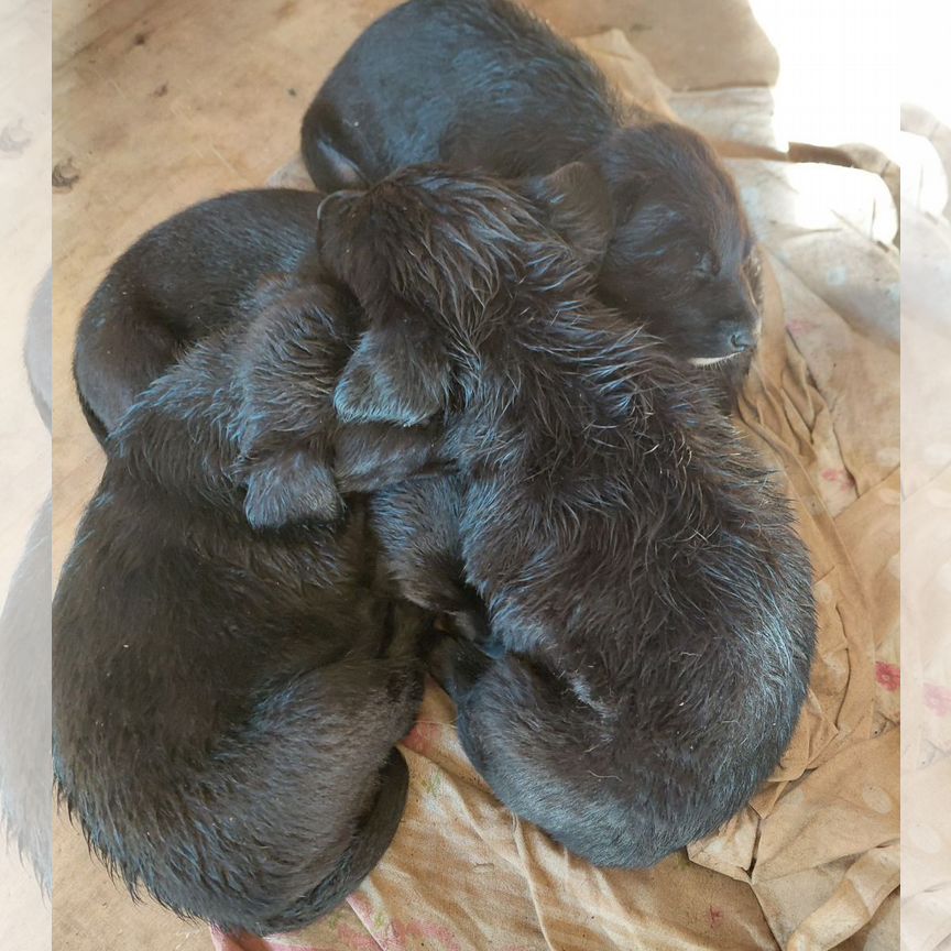 Щенок в добрые руки