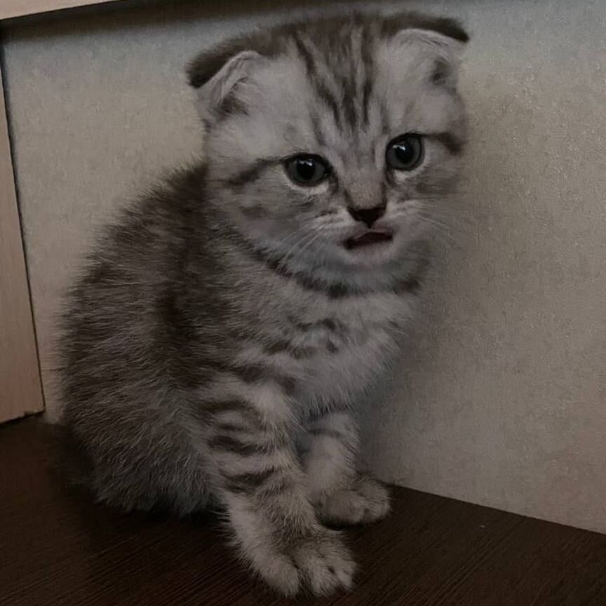 Шотландский вислоухий короткошёрстный котёнок