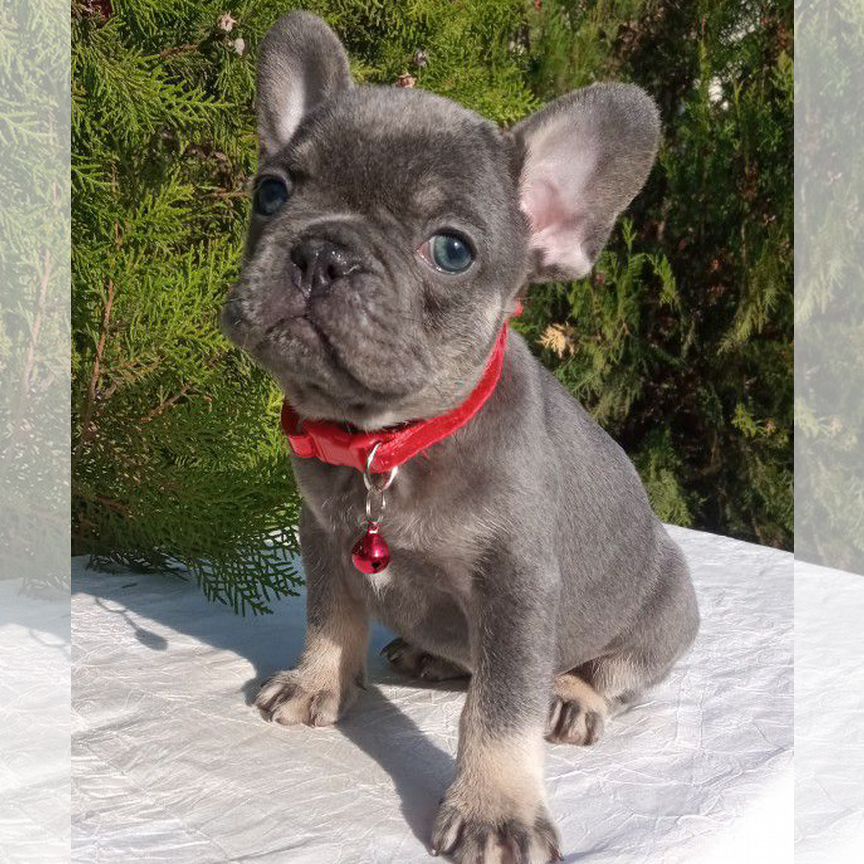 Французский бульдог, щенок