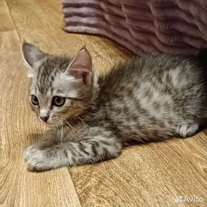 Кошечка котенок 1,5 месяца в добрые руки