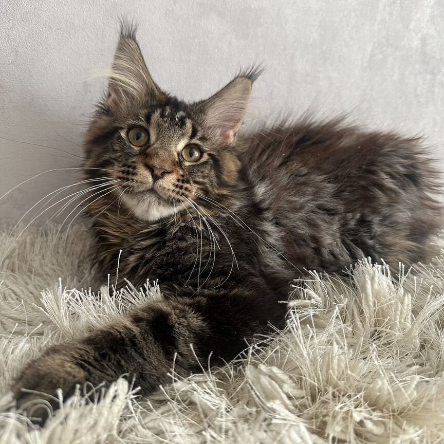 Котенок мальчик мейн-кун