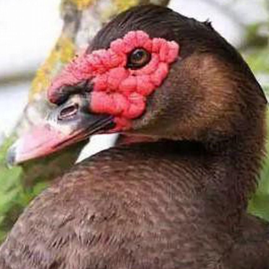 Мускусные утки