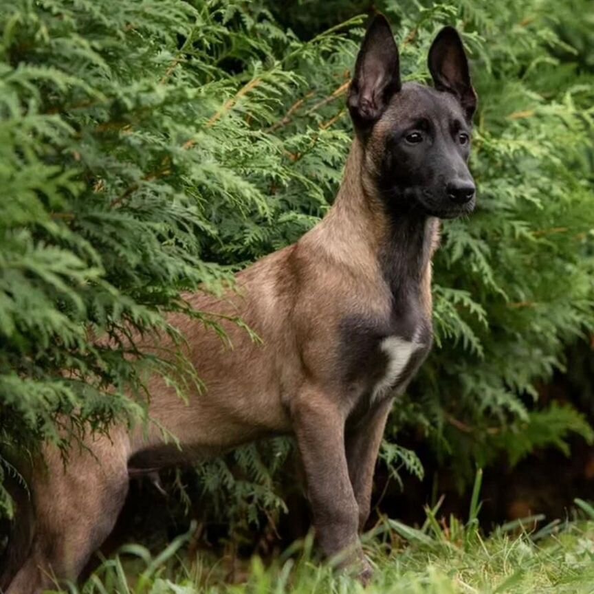 Щенки малинуа