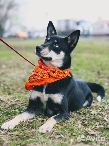 Бывшедомашний пес потеряшка Эш