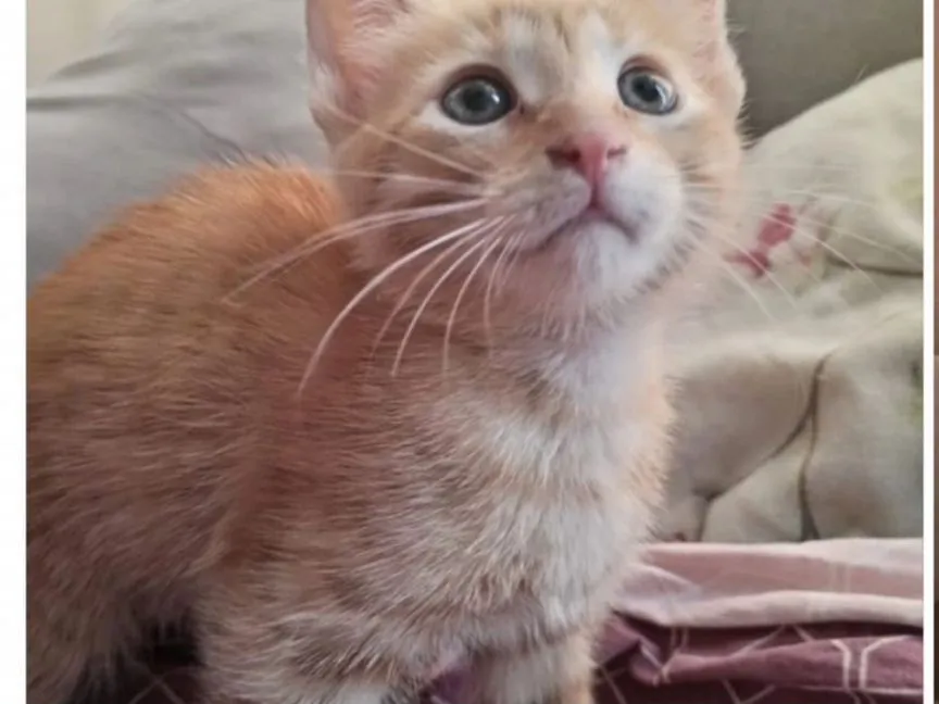 Кошка