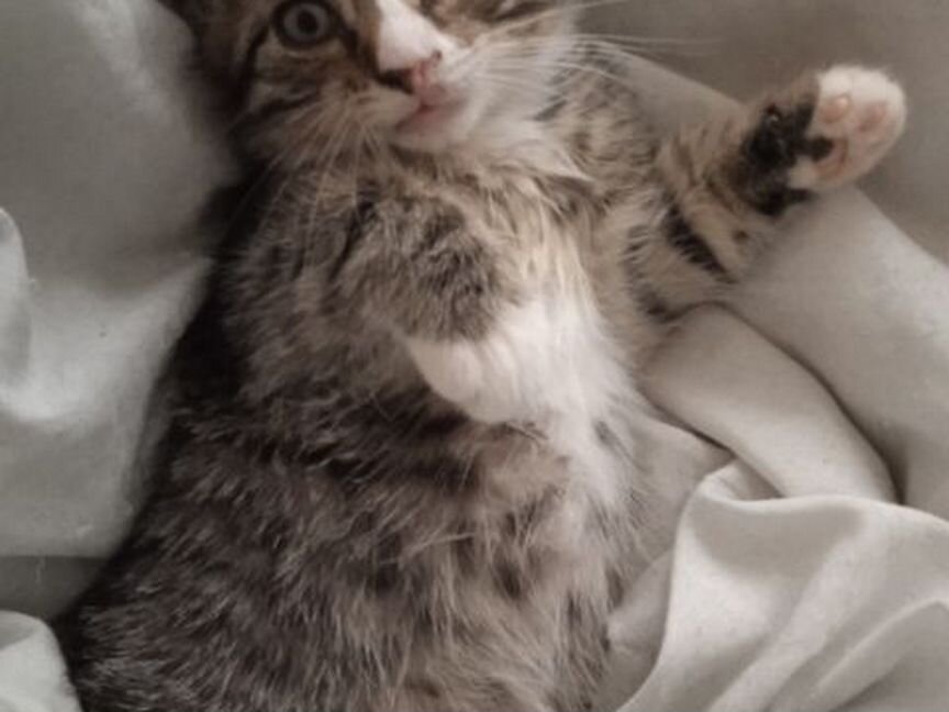 Котенок Тимоша ищет дом