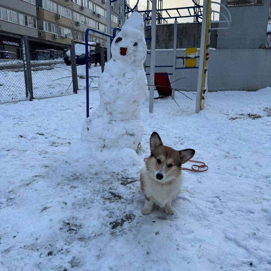 Продам собаку