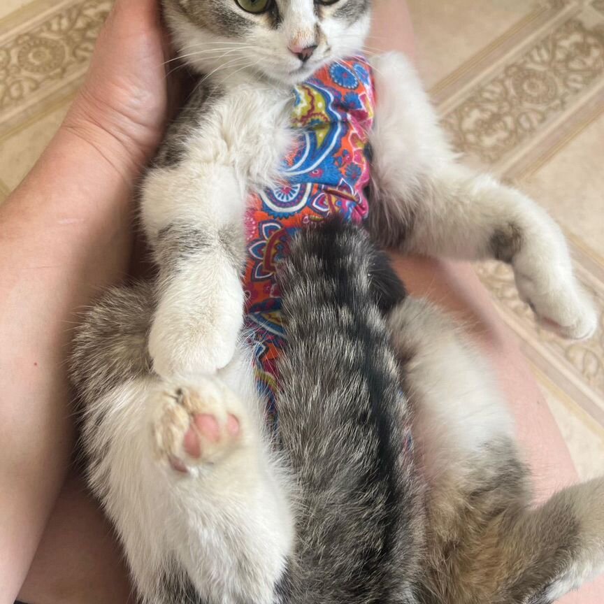 Котенок в добрые руки