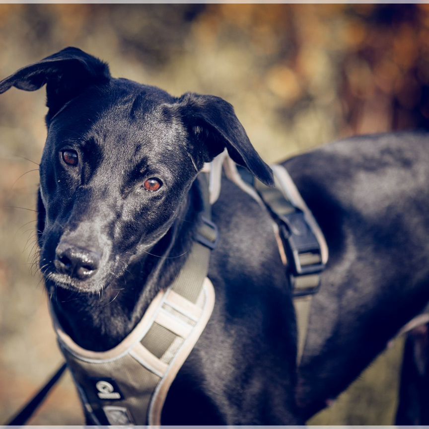 Собака в добрые руки