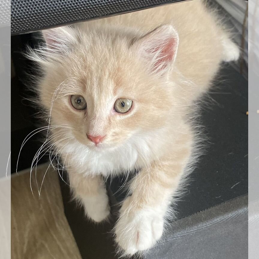 Ласковый котенок девочка