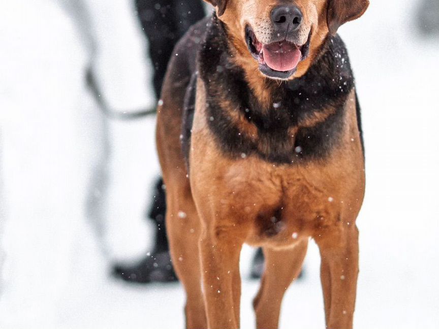 Собака в добрые руки