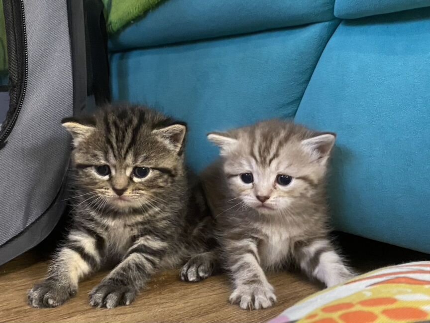 Британские котята