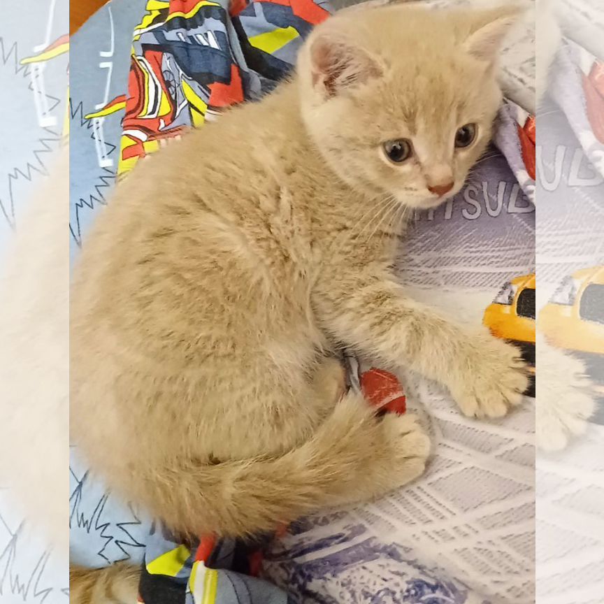Бежевый котёнок мальчик
