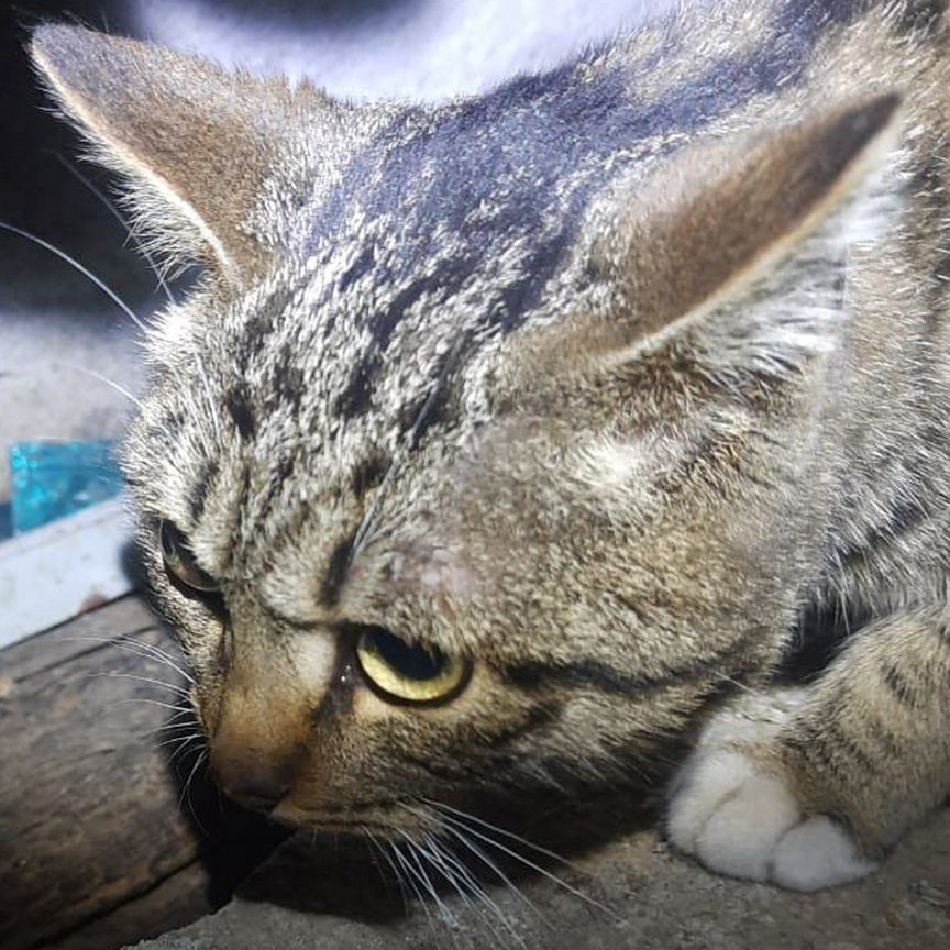 Котик котенок 8 мес в добрые руки мальчик