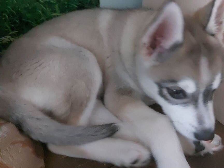 Собака в добрые руки щенок хаски