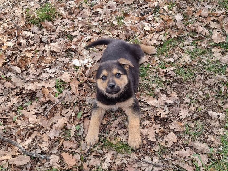 Щенки на выданье