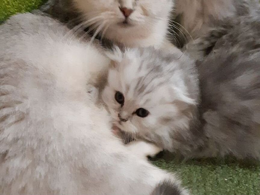 Шотландские вислоухие котята,серебристые