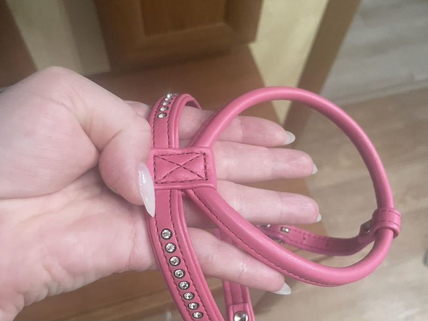 Шлейка для шпица