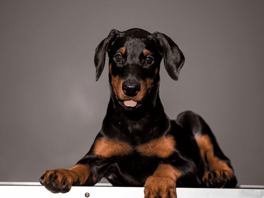 Доберман девочка щенок