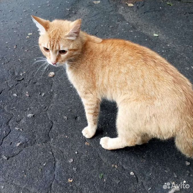 Молодой котик, возраст 1 год, ищет добрых хозяев