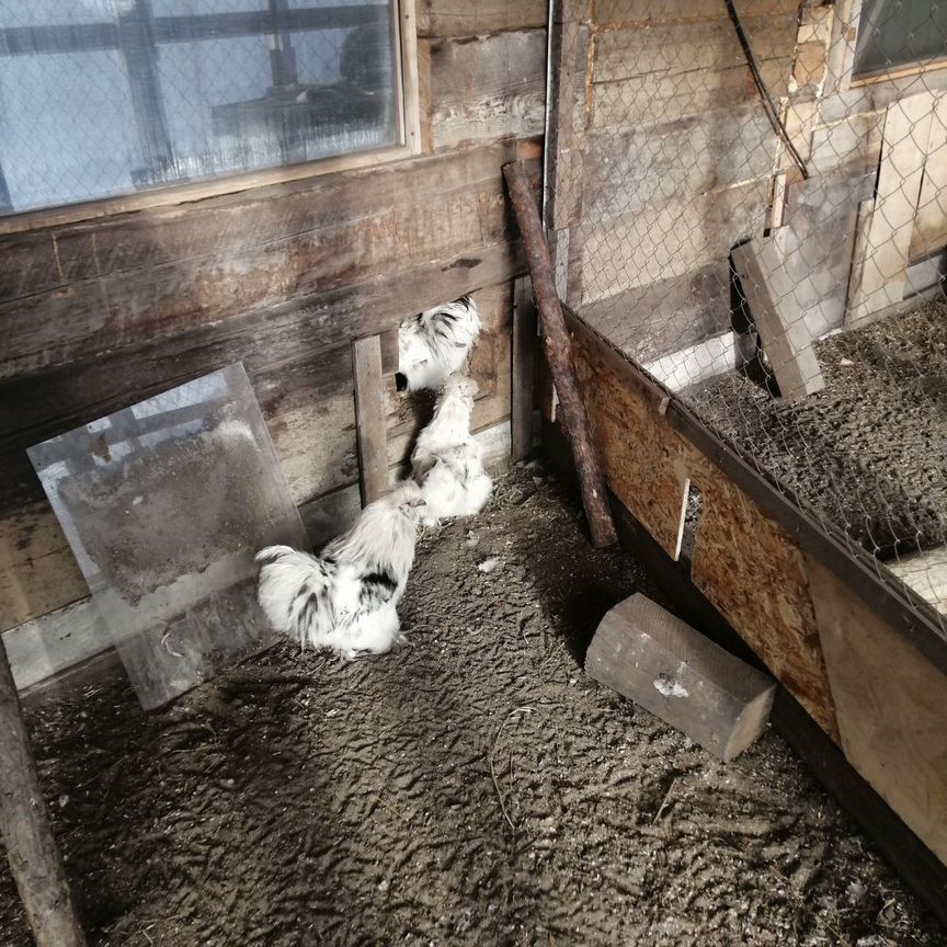 Китайские шёлковые 2 петушка и 4 молодки