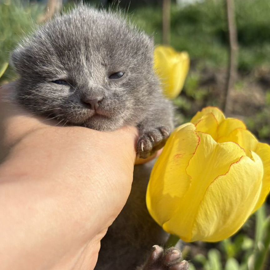 Котёнок в добрые руки