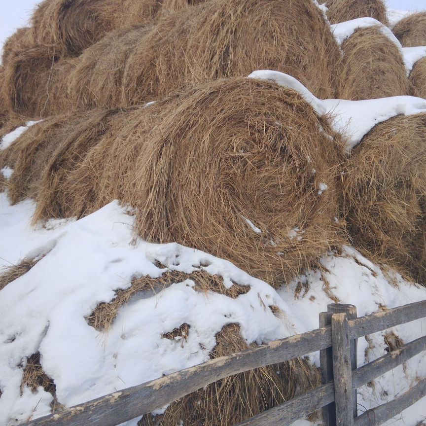 Продам сено в рулонах