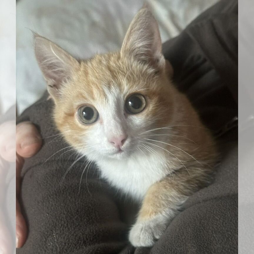 Отдам котенка в добрые руки