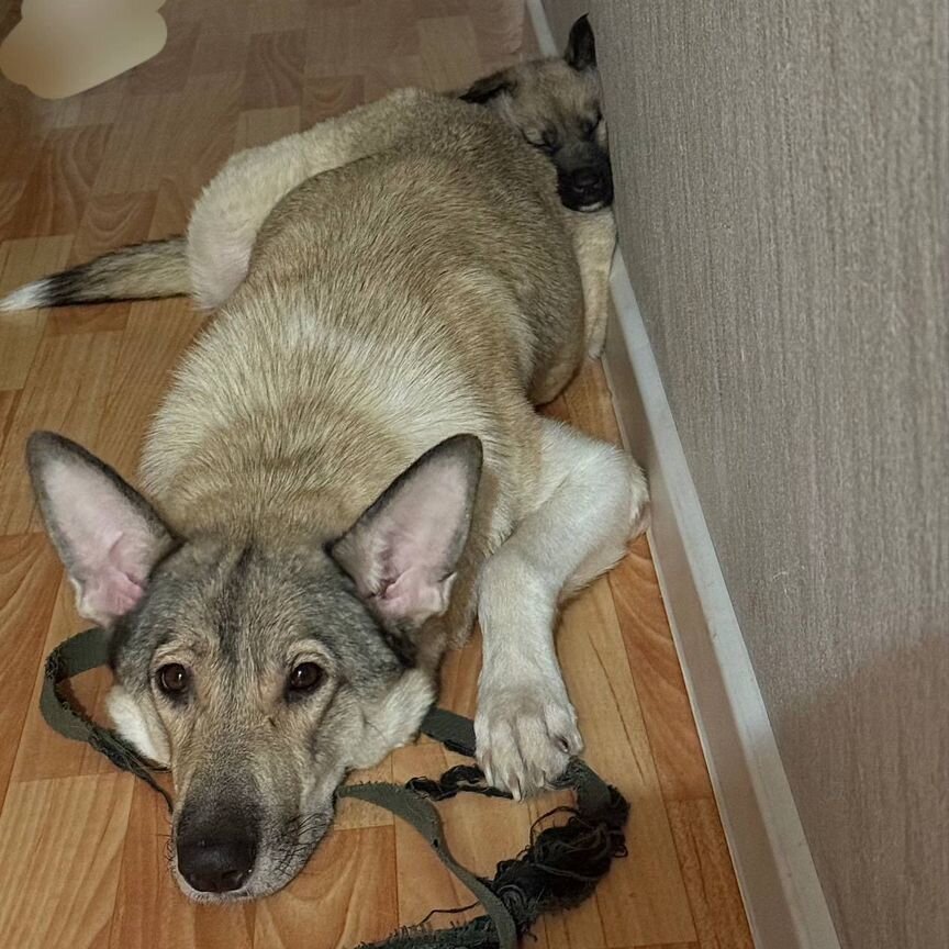 Зенок в добрые руки