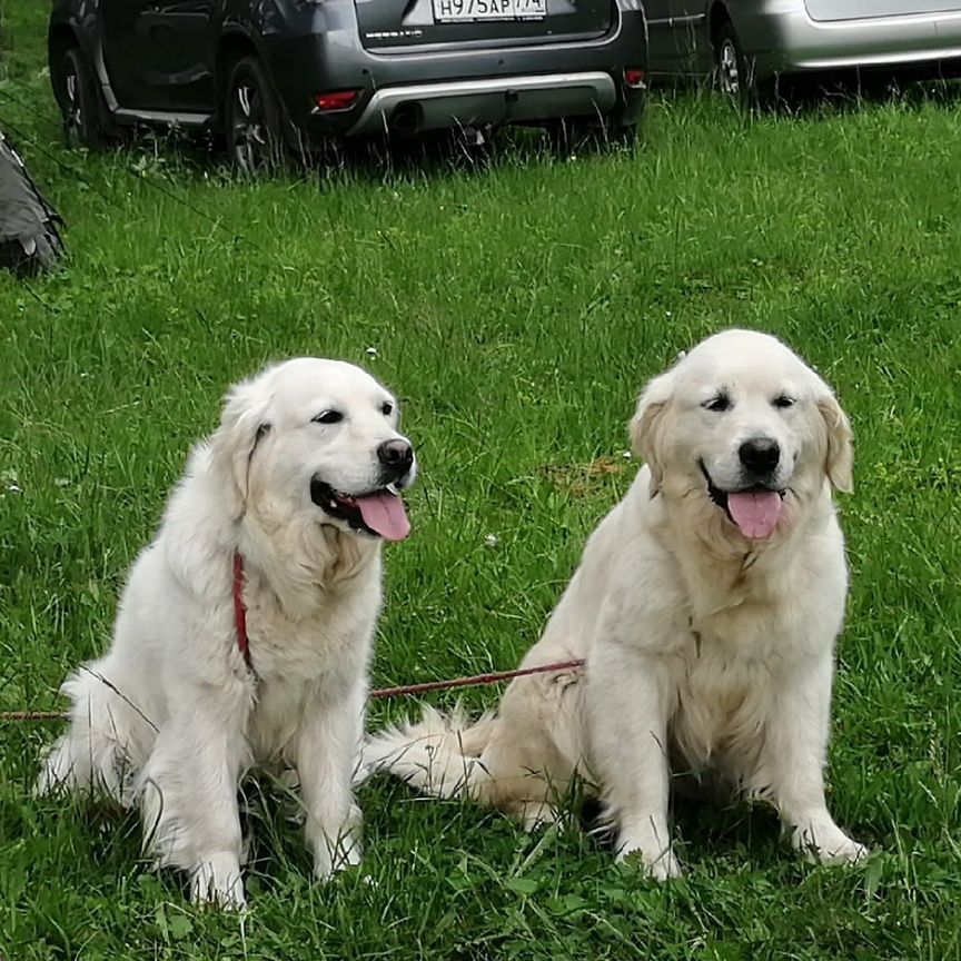 Золотистый ретривер, взрослая собака