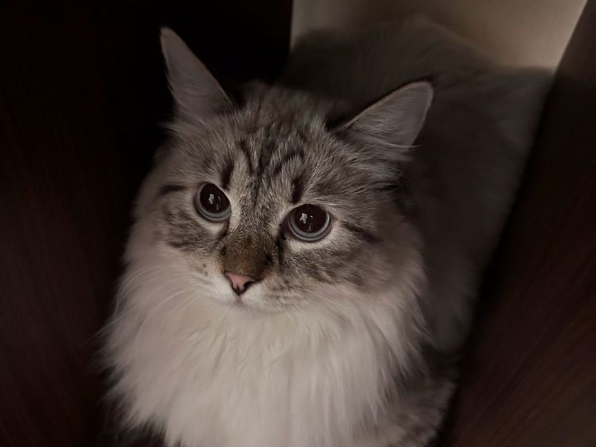 Невский маскарадный кот