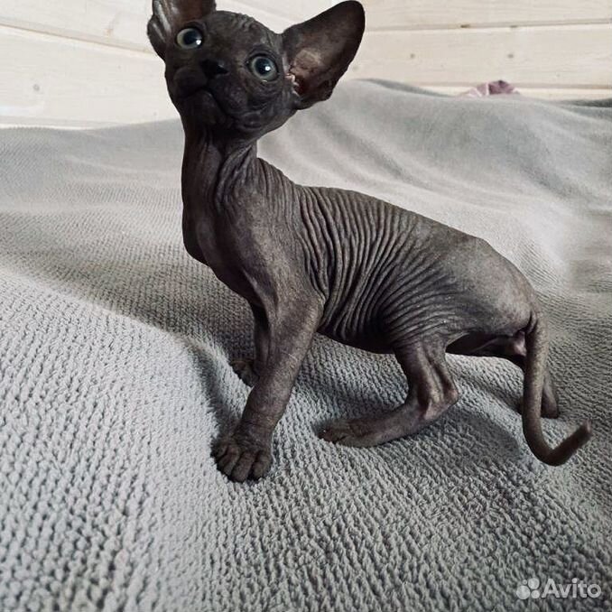 Канадский сфинкс 2 месяца мальчики девочки