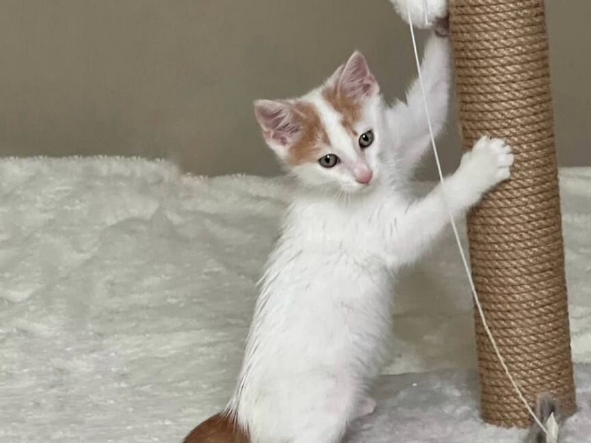 Котенок мальчик турецкий ван в дар