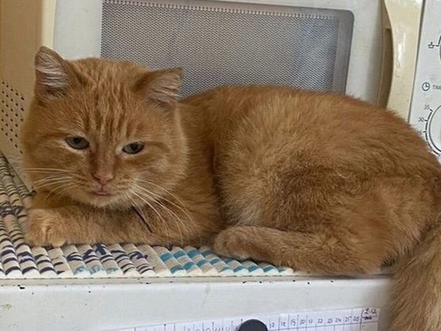 Особенный котик
