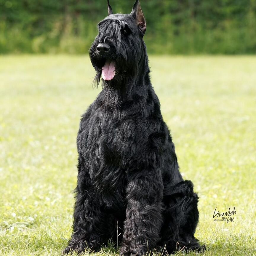 Вязка кобель ризеншнауцера