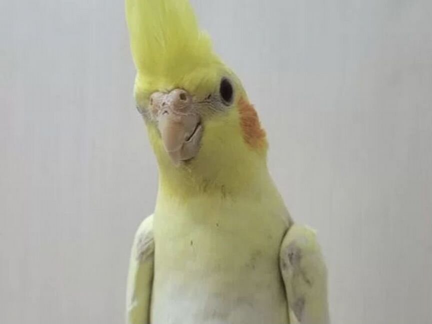 Попугай корелла ручной