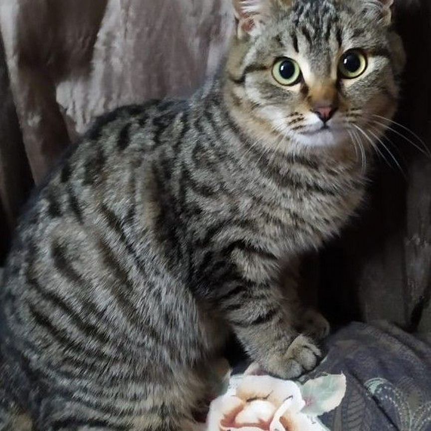 Кот Матроскин