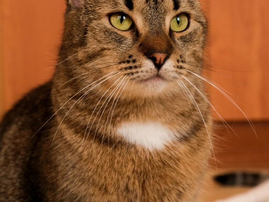 Кошка из приюта: робкий котик Тоша