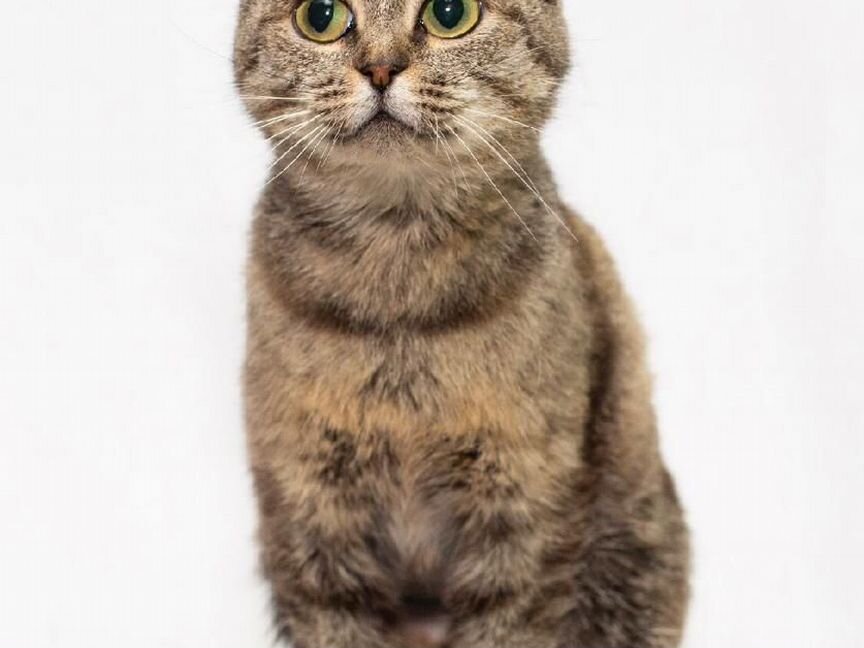 Ласковая, ручная кошка компаньон Саша ищет дом