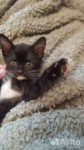 Котёночек мэнкс с короткой шерсткой 1 месяц