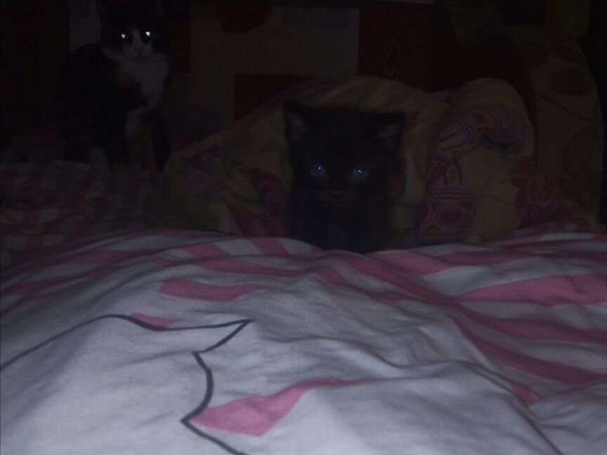 Черный котенок