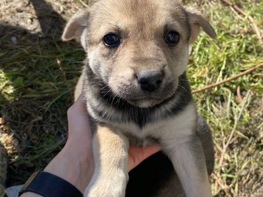 Щенки 1,5мес