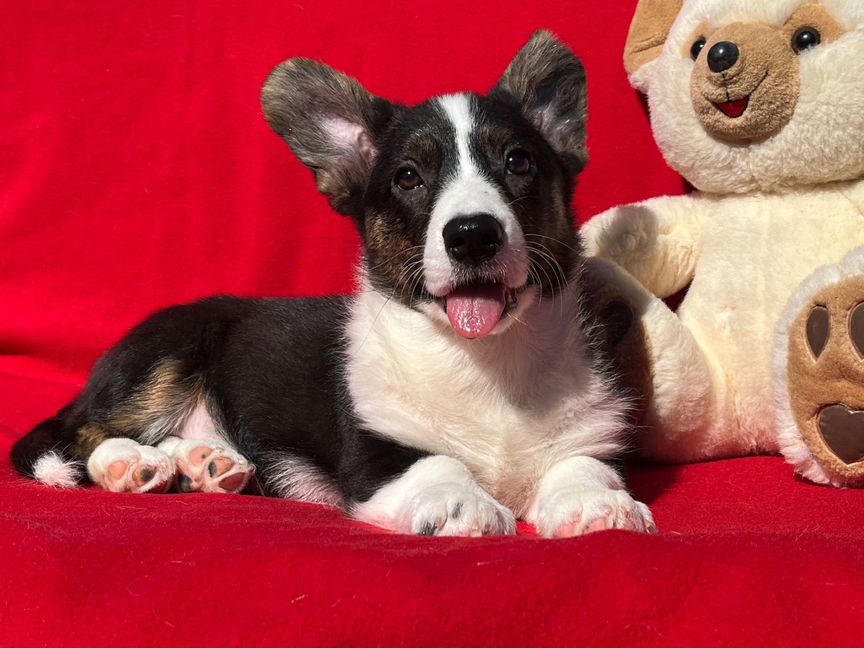 Вельш-корги кардиган девчонка