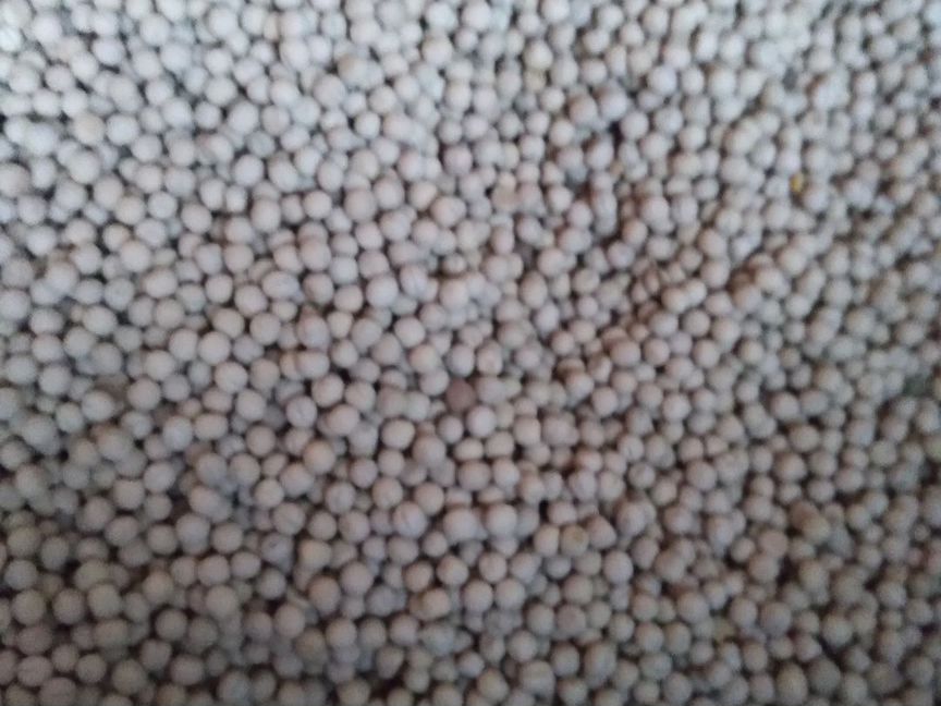 Горох кормовой