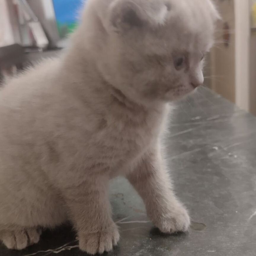 Шотландская вислоухая кошка серая