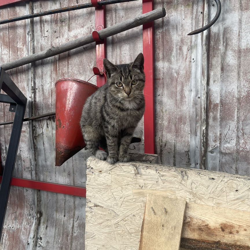 Котята в добрые руки мальчики