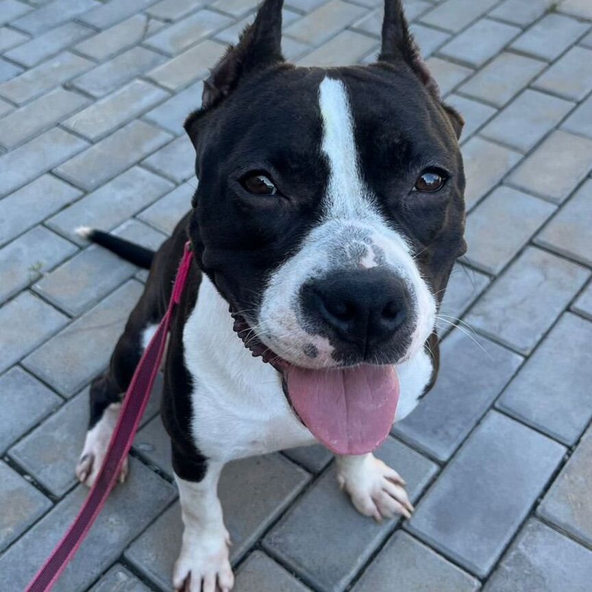 Американский стаффордширский терьер, взрослая собака