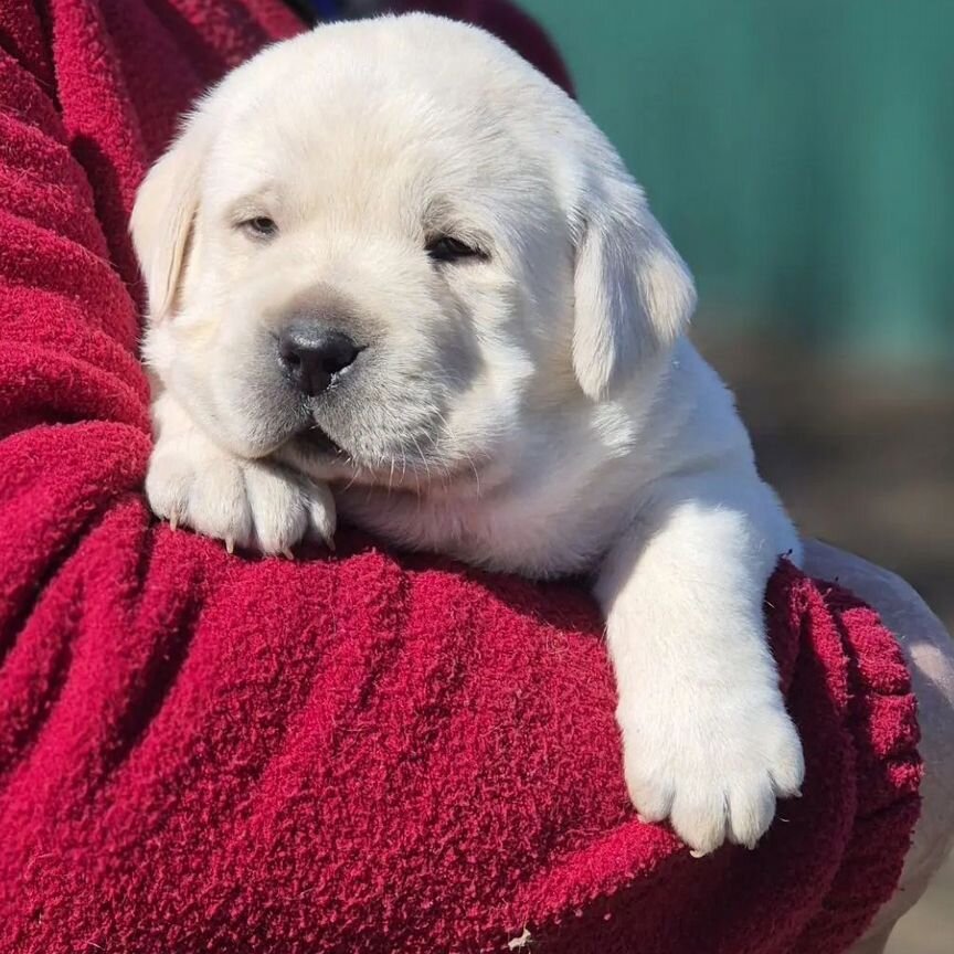 Лабрадор-ретривер, щенок