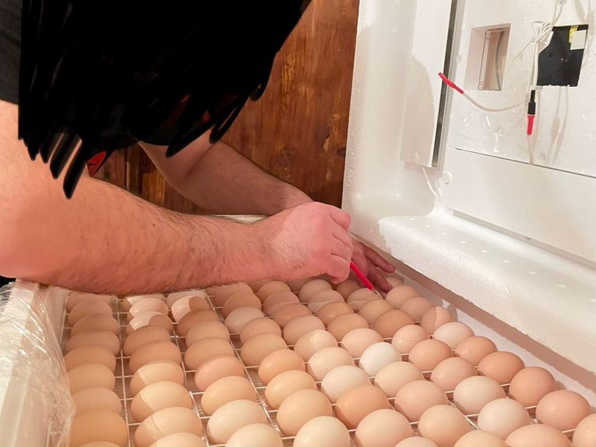 Инкубатор для яиц